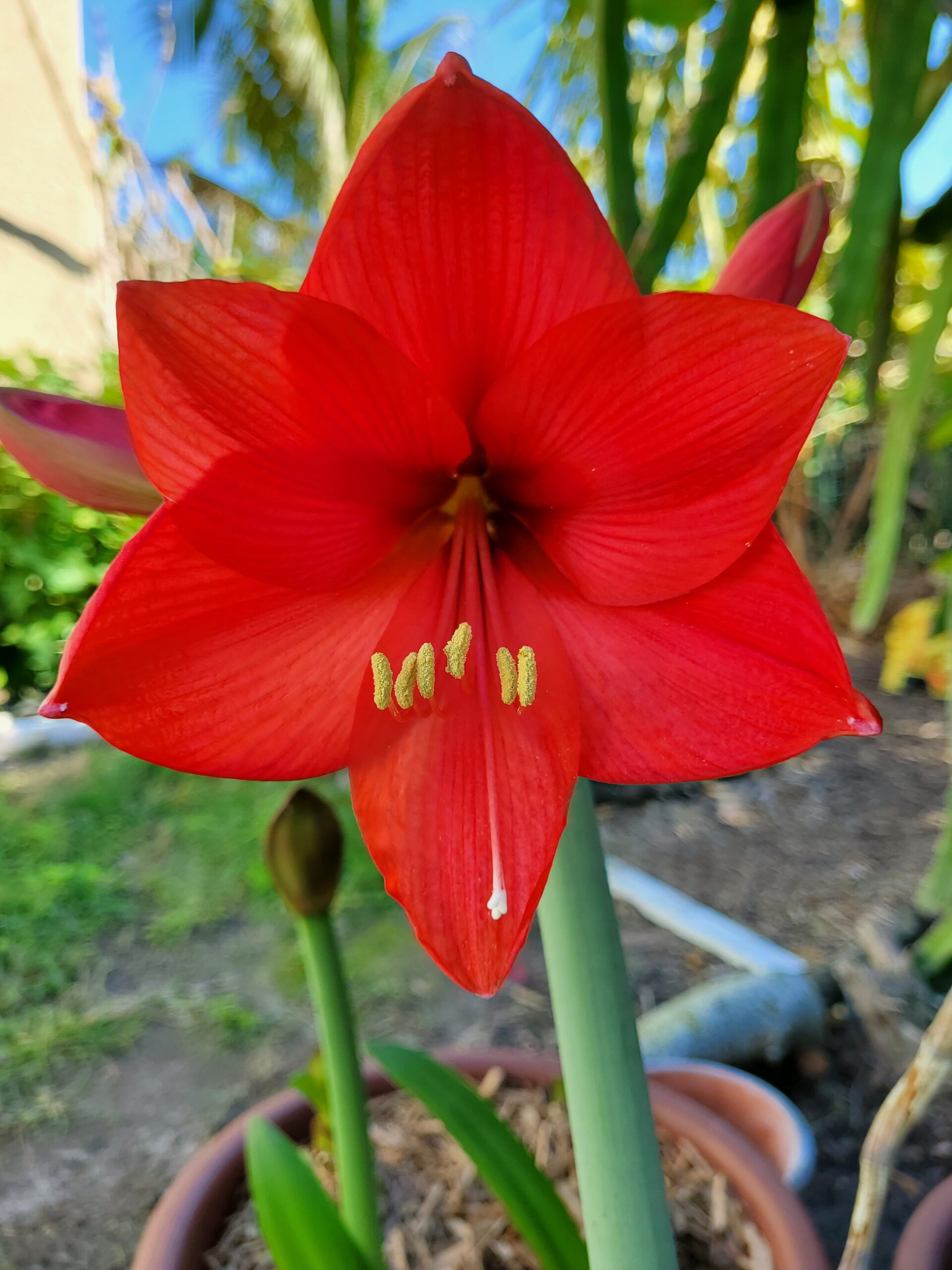 How to Repot Amaryllis Bulbs - The Tropical Grower