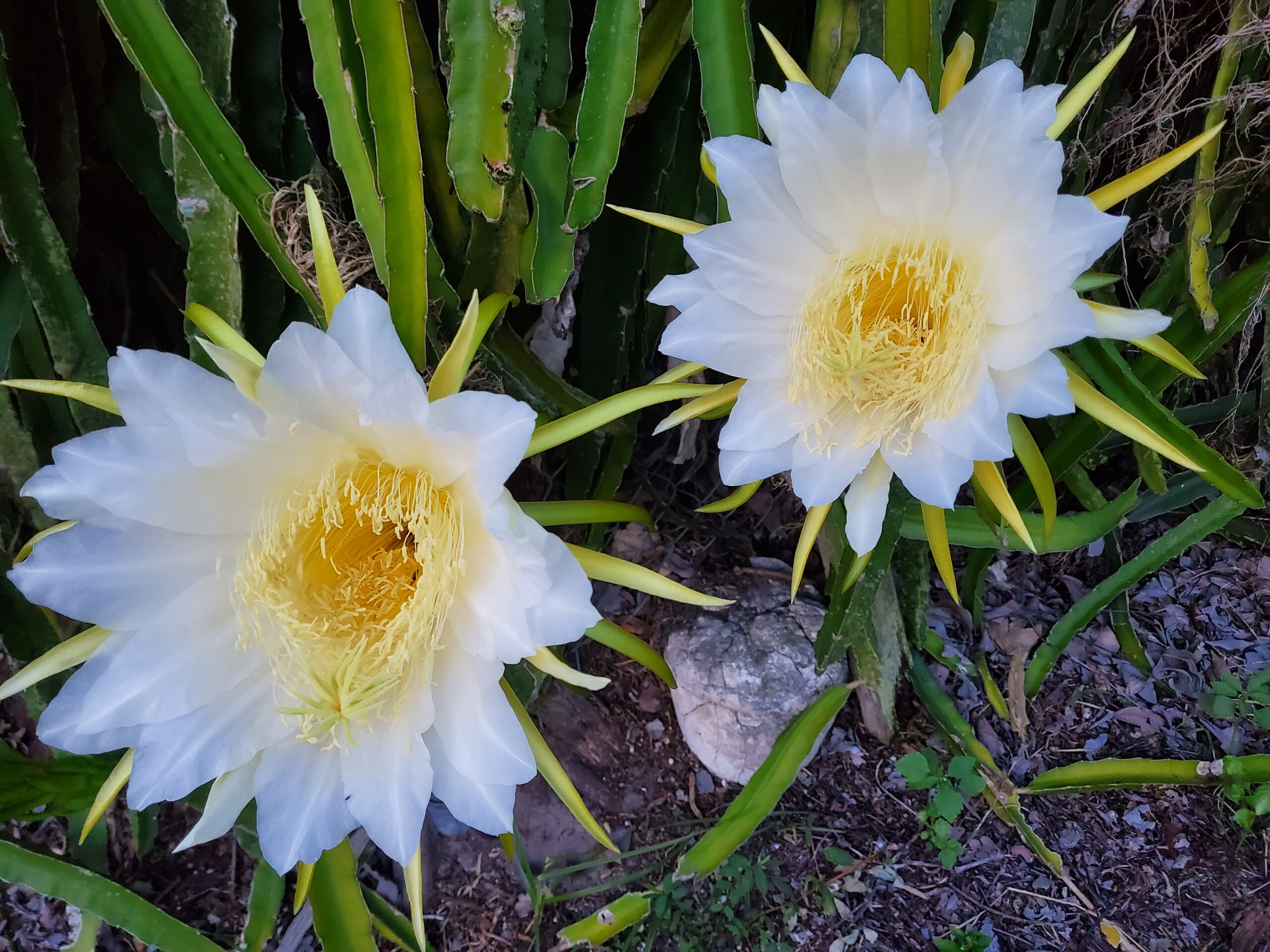 How to Grow Dragon Fruit - The Tropical Grower